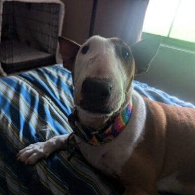 Donald Lamarr Fog light kit for 2021+ Mach 1 | 2015+ S550 Mustang Forum ...